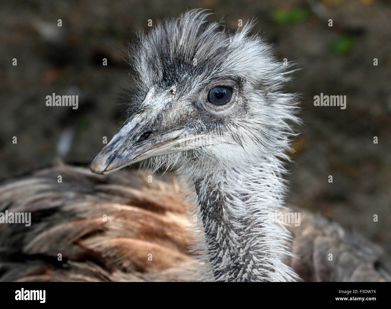 Male rhea hi-res stock photography and images - Alamy