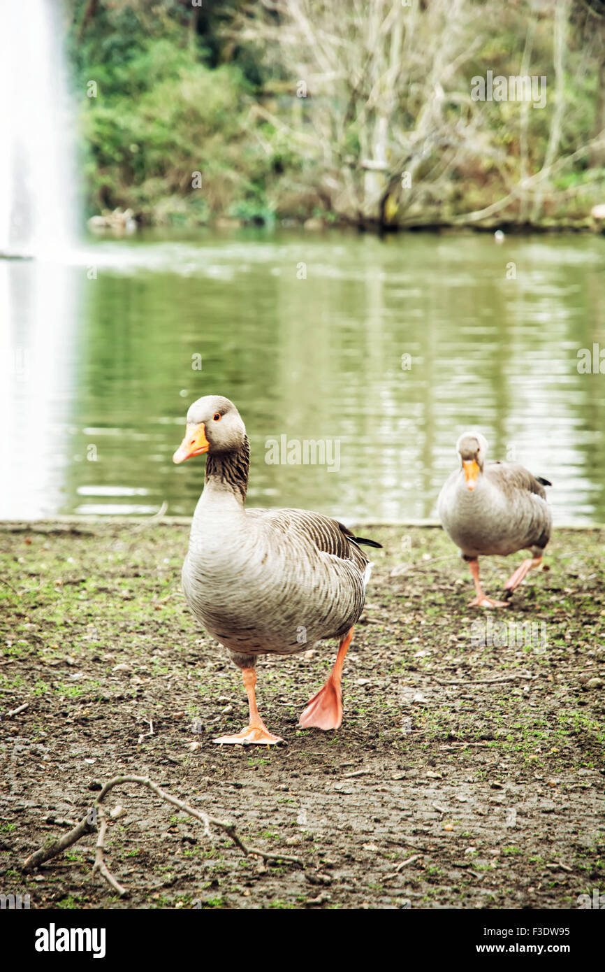 Domestic goose at the lake with fountain. Natural scene Stock Photo - Alamy