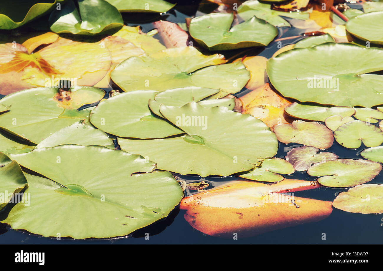 Beautiful water aquatic environment in full bloom hi-res stock ...