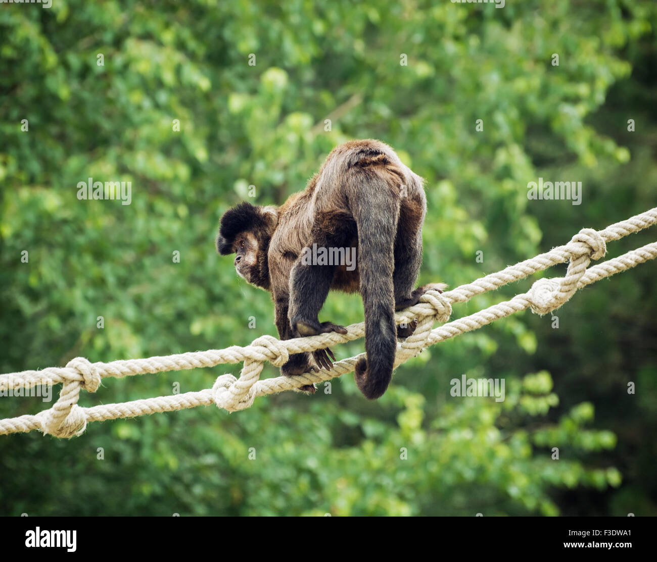 Tufted capuchin (Cebus apella), also known as brown capuchin, black ...