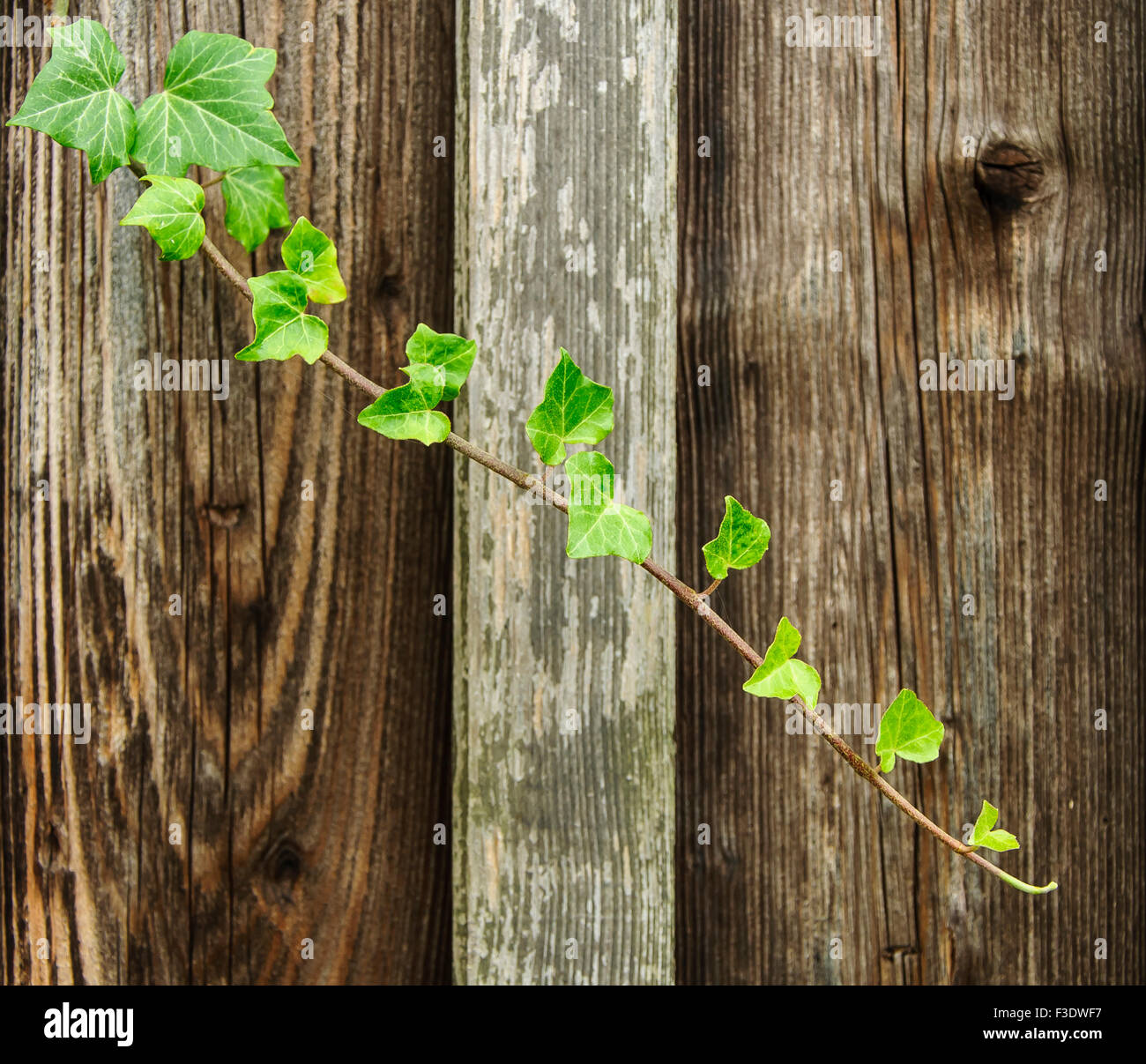 Green brown creeping ivy hi-res stock photography and images - Alamy