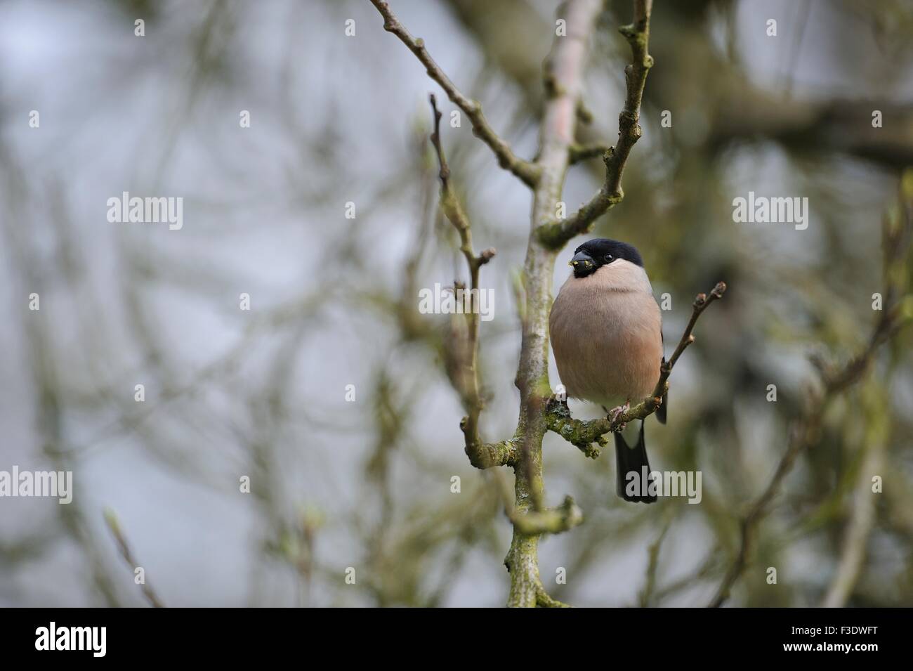 Eurasian Bullfinch - Northern Bullfinch - Common Bullfinch (Pyrrhula ...