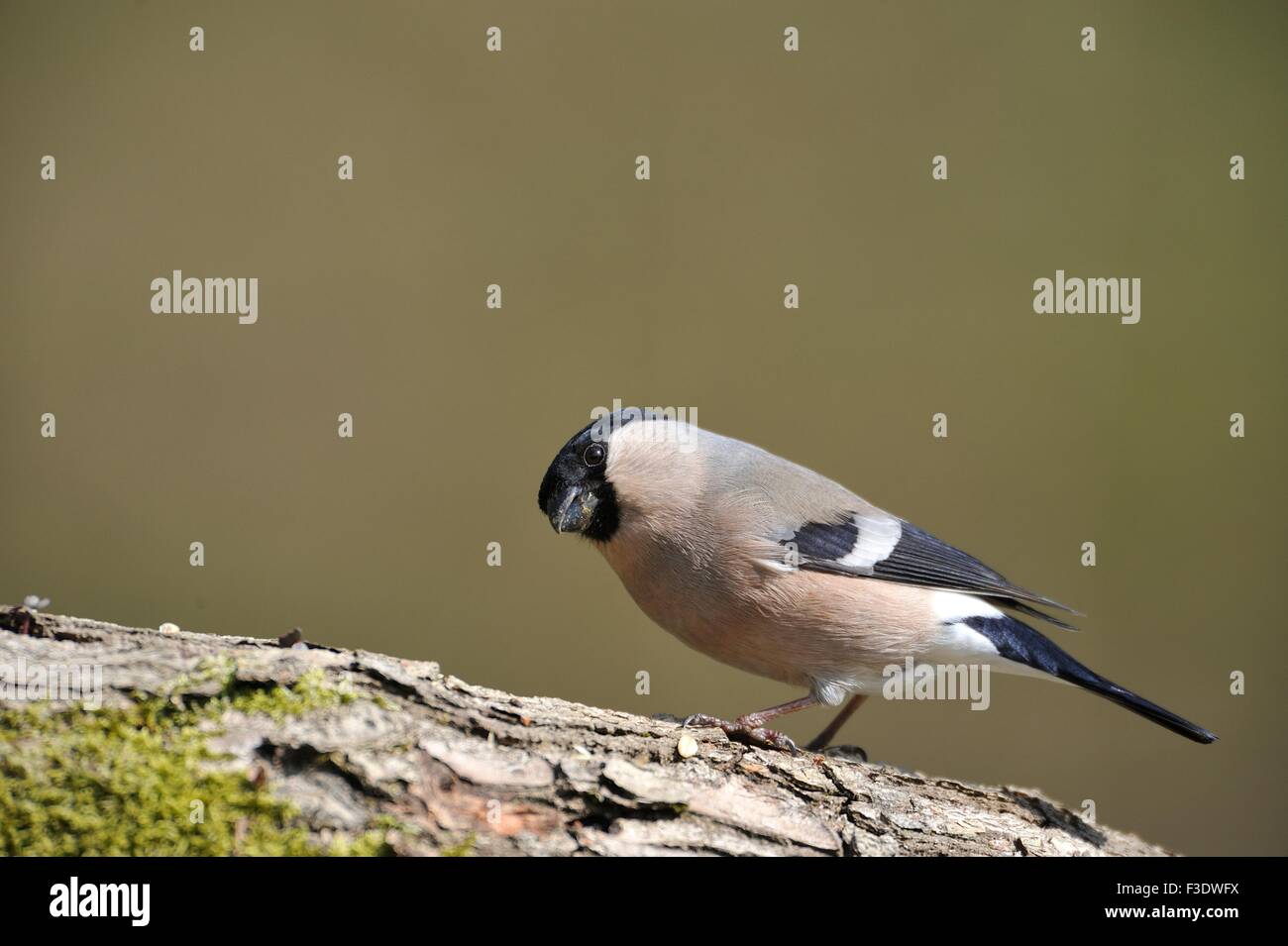 Eurasian Bullfinch - Northern Bullfinch - Common Bullfinch (Pyrrhula ...