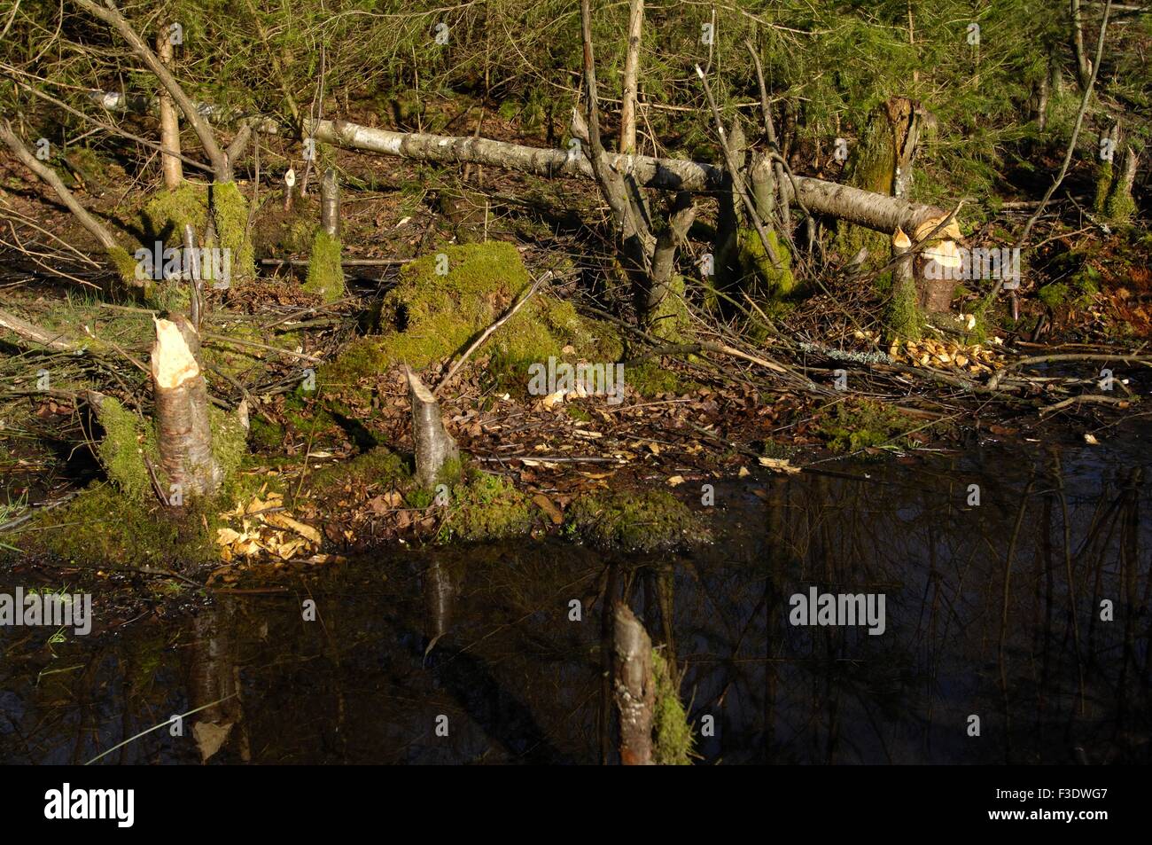 Eurasian Beaver (Castor fiber) trees cut near the river Stock Photo - Alamy