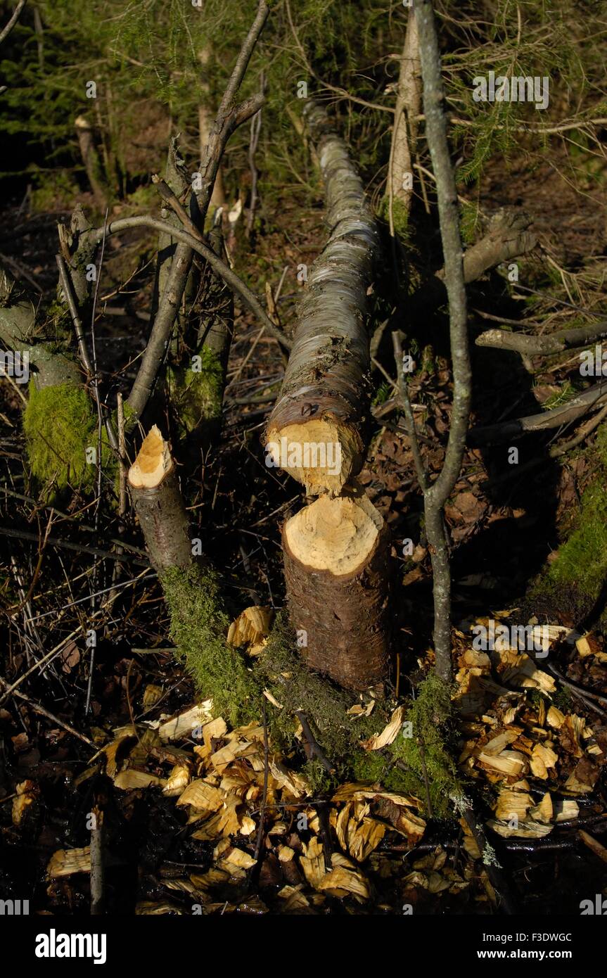 Eurasian Beaver (Castor fiber) trees cut near the river Stock Photo - Alamy
