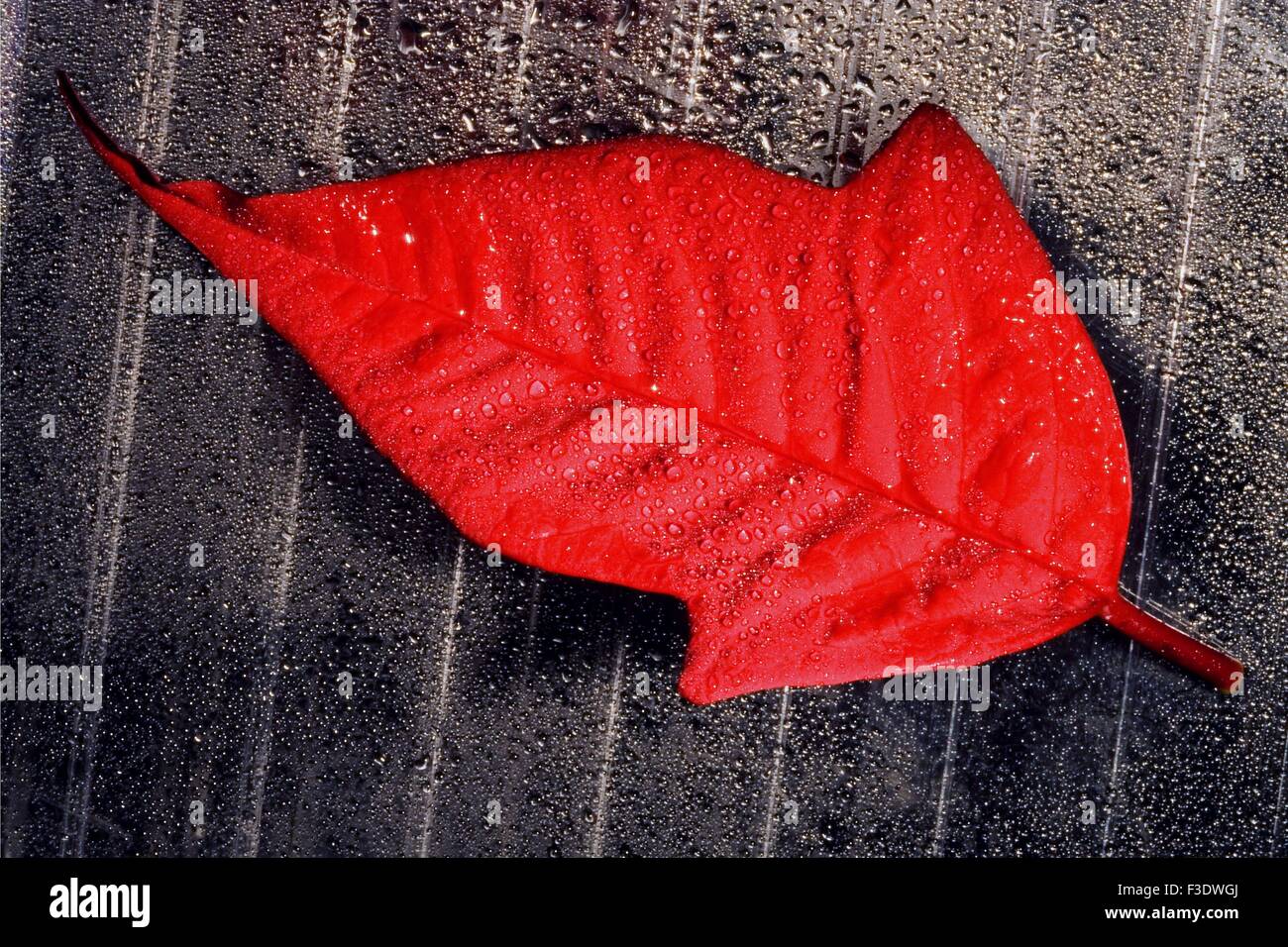 abstract red leaf up on gray plastic box and drop Stock Photo - Alamy