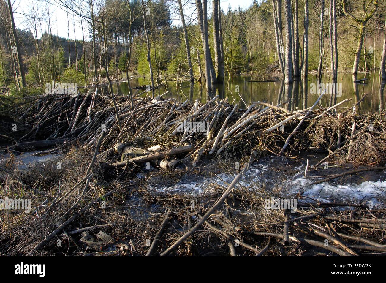 eurasian-beaver-castor-fiber-view-in-winter-of-dam-build-by-the