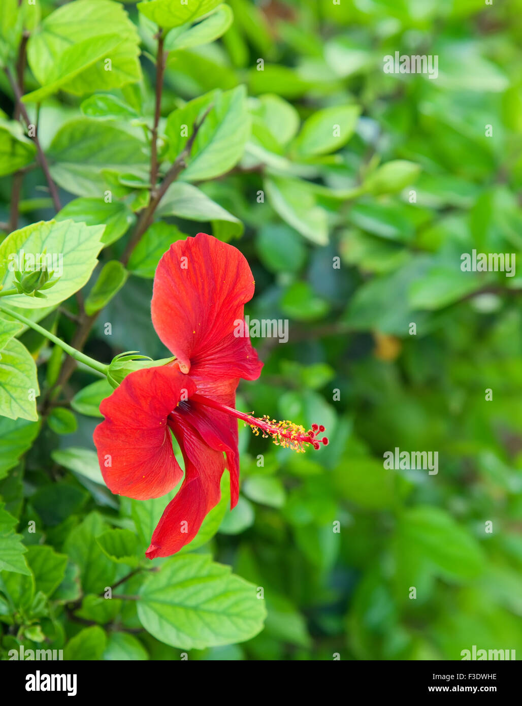 hibiscus flower in the garden Stock Photo - Alamy