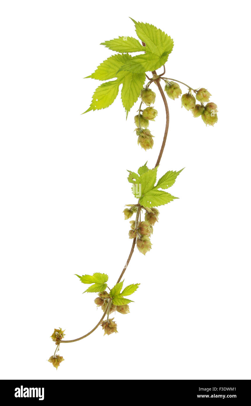 Golden hop humulus lupulus aureus hi-res stock photography and images ...