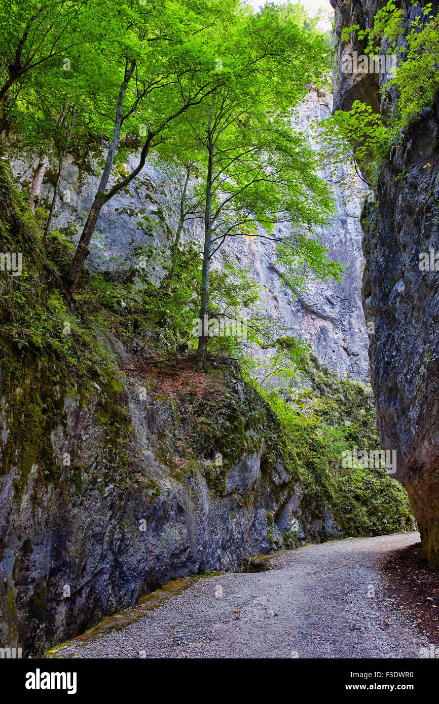 A very narrow gorge in Carpathian mountains Stock Photo - Alamy