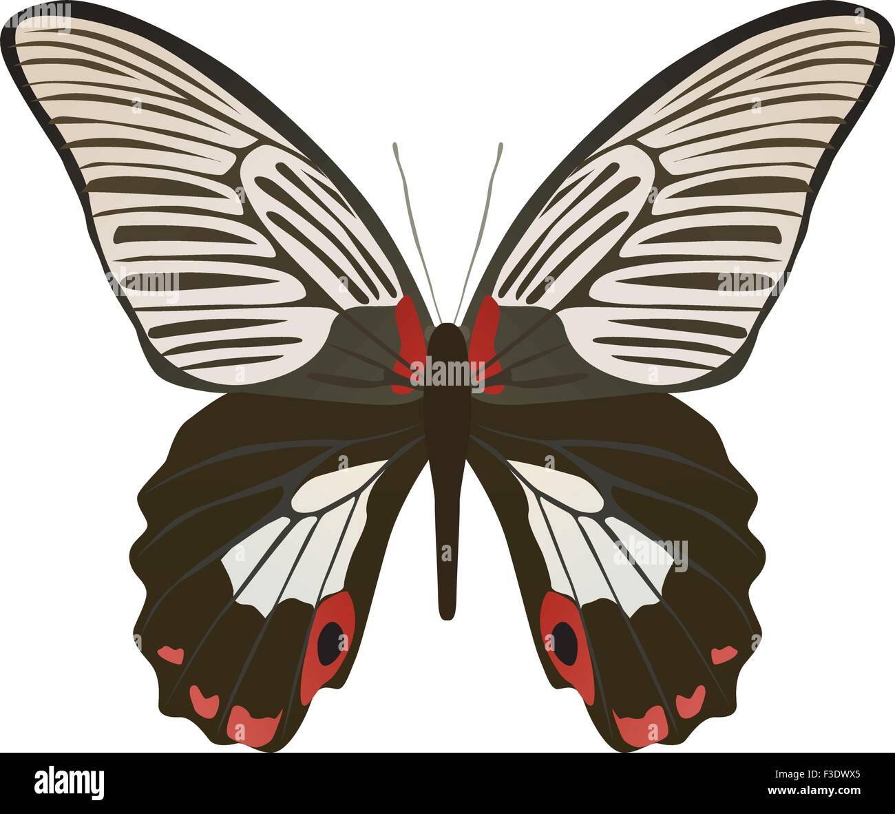 Butterfly. Vector illustration Stock Vector Image & Art - Alamy