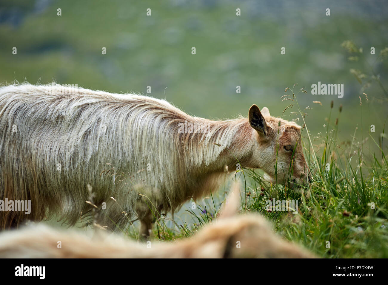 Closeup of goats grazing on a pasture in the mountains Stock Photo - Alamy