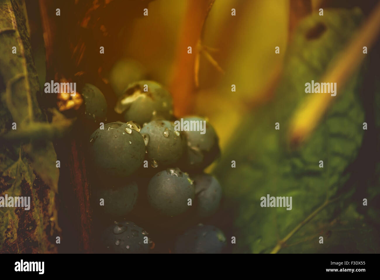 Wine grapes in vineyard after rain, retro toned, close up detail with ...