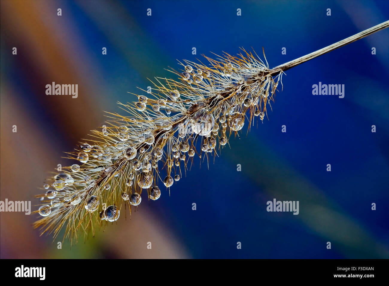 macro close up of a green ear and abstract background in color Stock ...