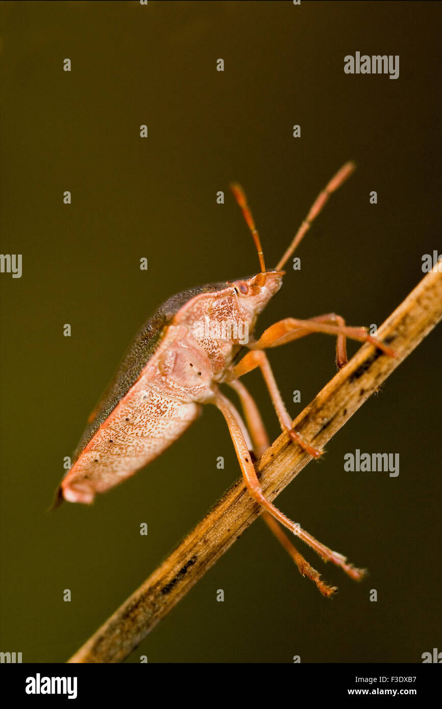 side of wild fly hemiptera Nezara Virdula Heteroptera pentatomidae ...