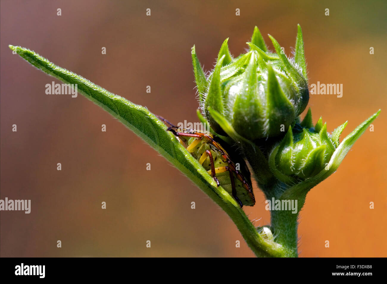 side of wild fly hemiptera Nezara Virdula Heteroptera pentatomidae ...