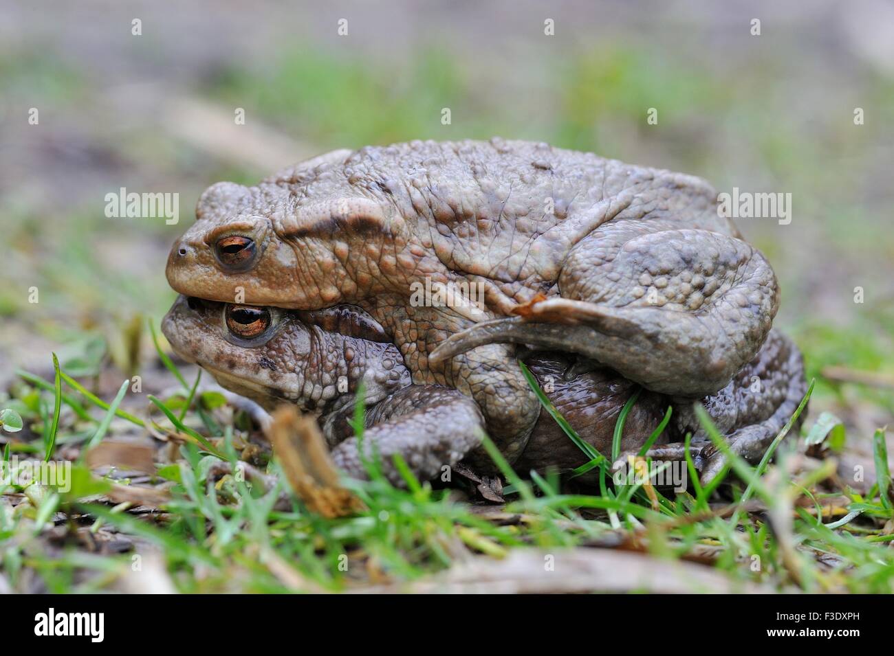 Common toad (Bufo bufo) pair mating on the way to the puddle Stock Photo - Alamy