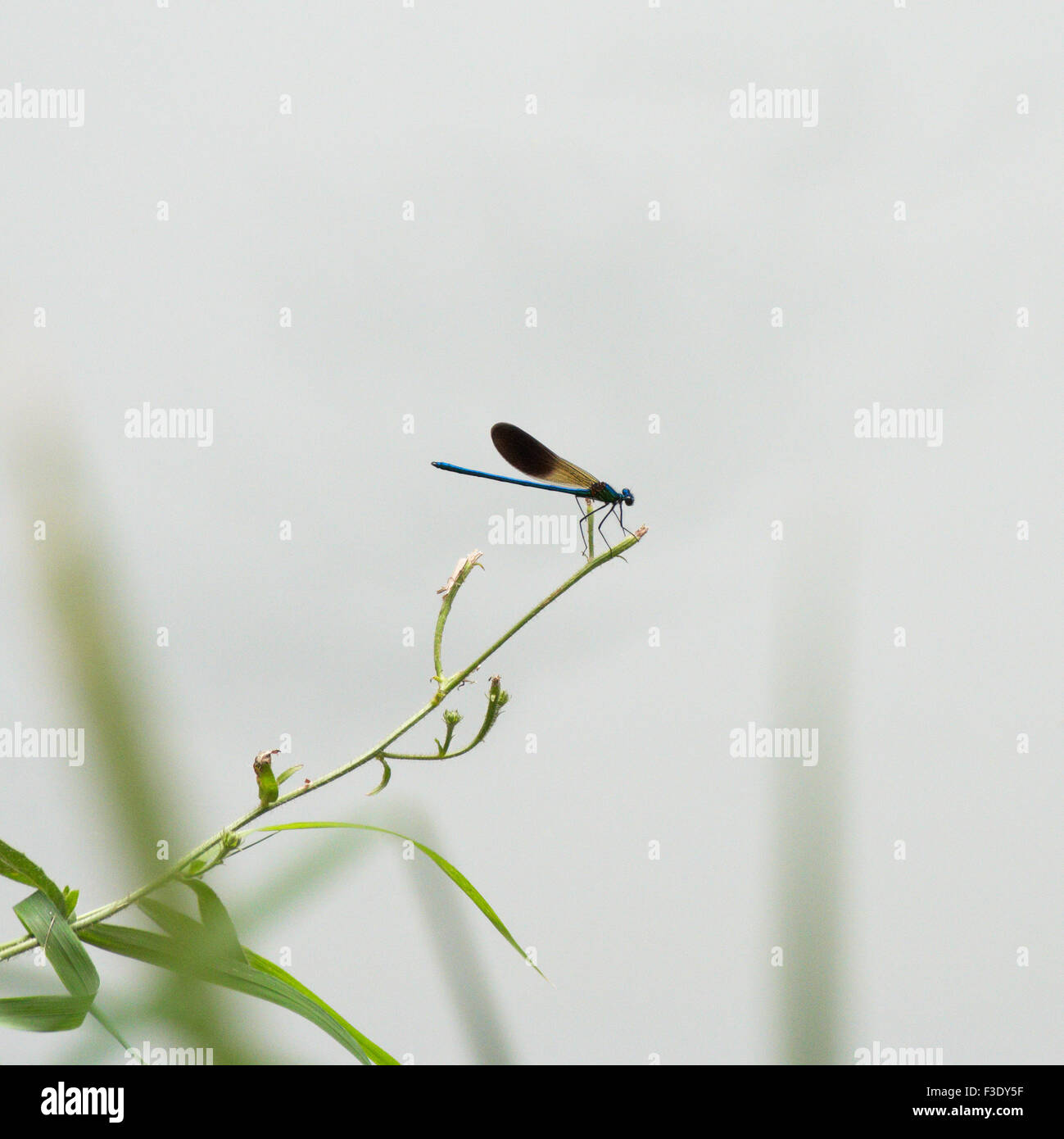Dragonfly anatomy hi-res stock photography and images - Alamy