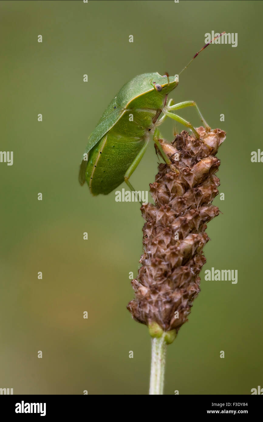 side of wild fly hemiptera Nezara Virdula Heteroptera pentatomidae ...