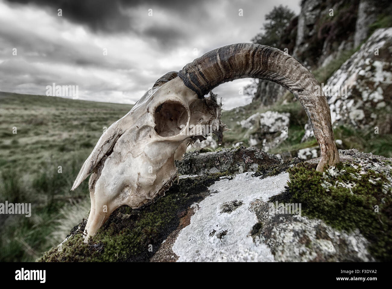 Skull hi-res stock photography and images - Alamy