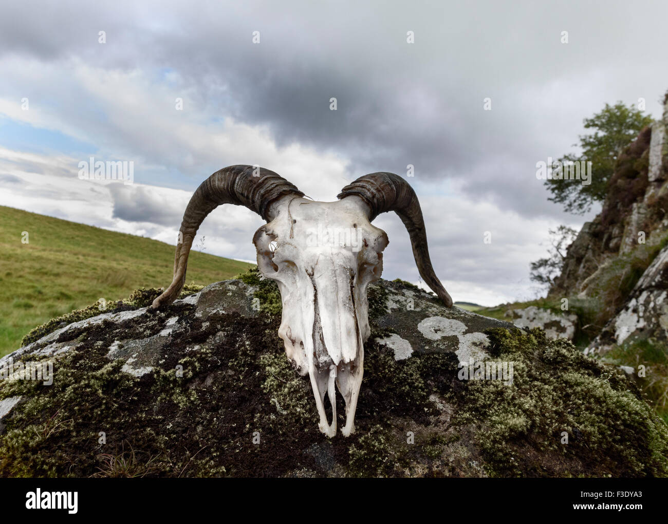 Sheep skull hi-res stock photography and images - Alamy