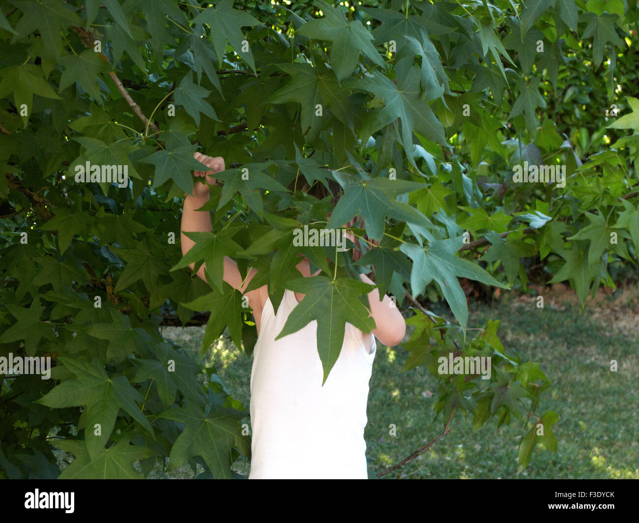 Child hide behind leaf hi-res stock photography and images - Alamy
