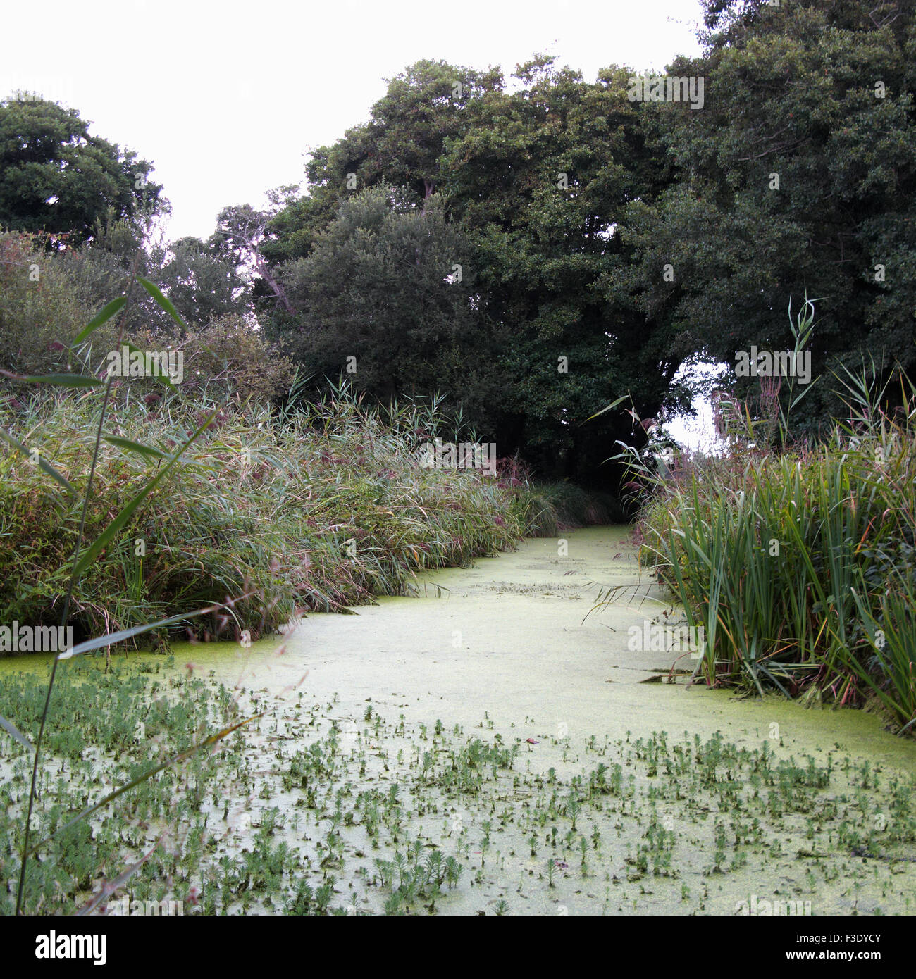 Algae covered canal in wetlands Stock Photo - Alamy