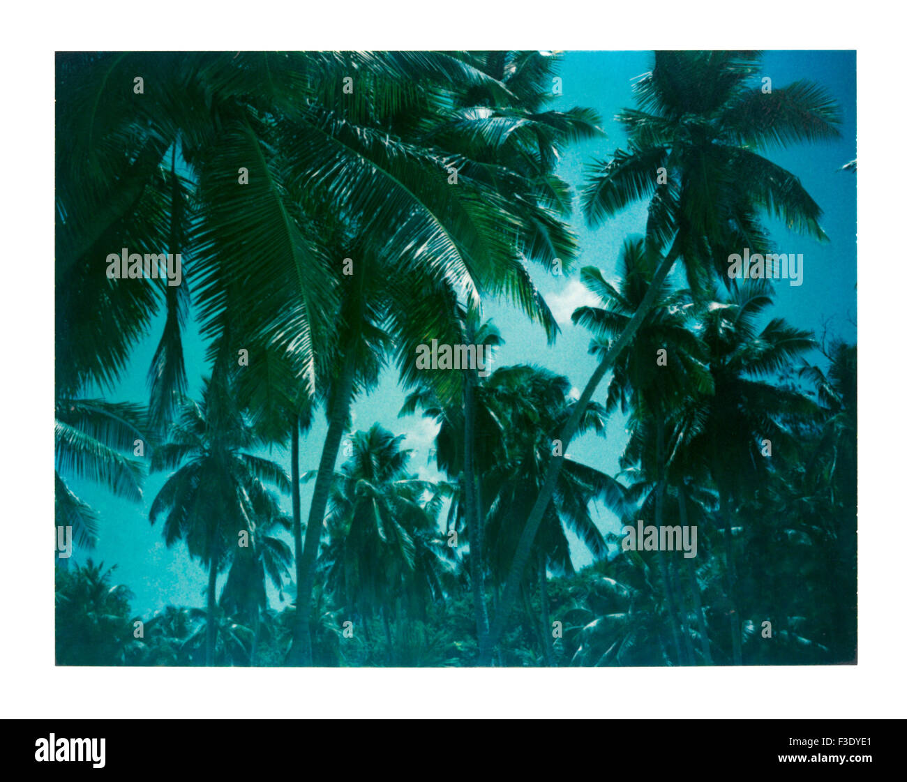 Tree views Cut Out Stock Images & Pictures - Alamy