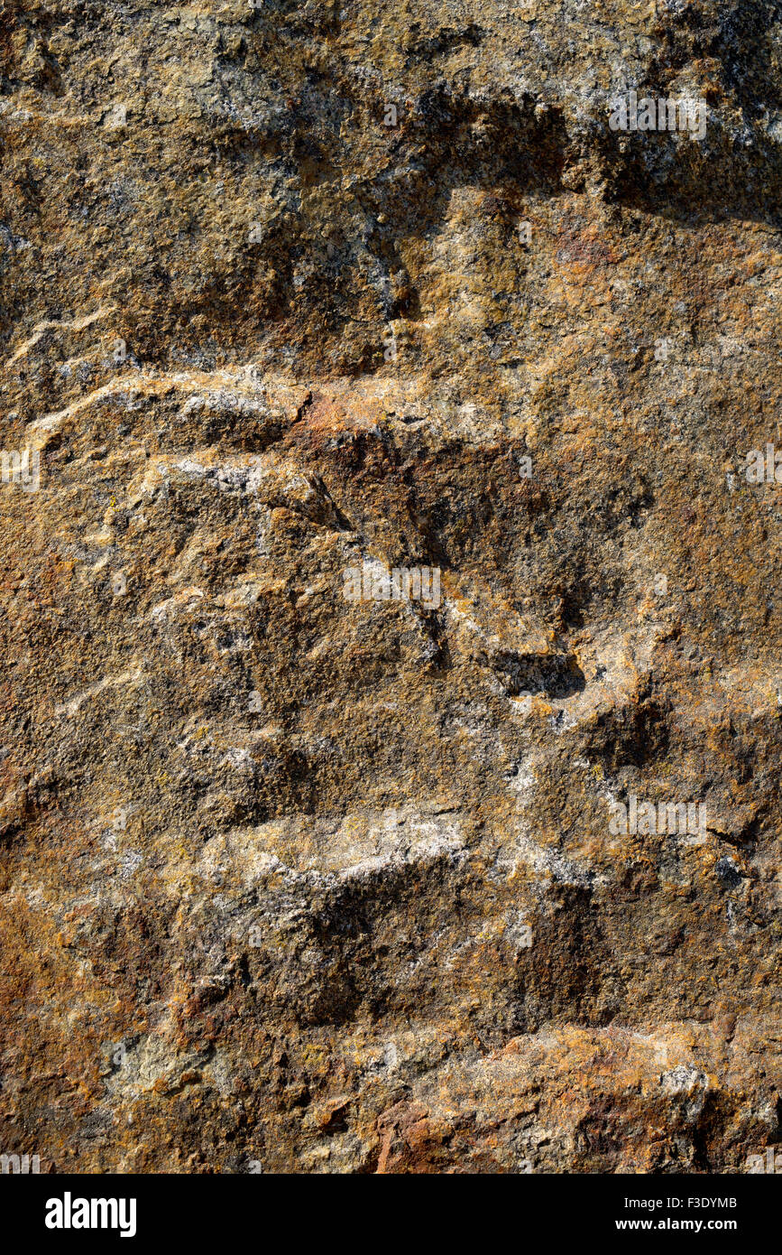Lichen on stone wall, close-up Stock Photo - Alamy