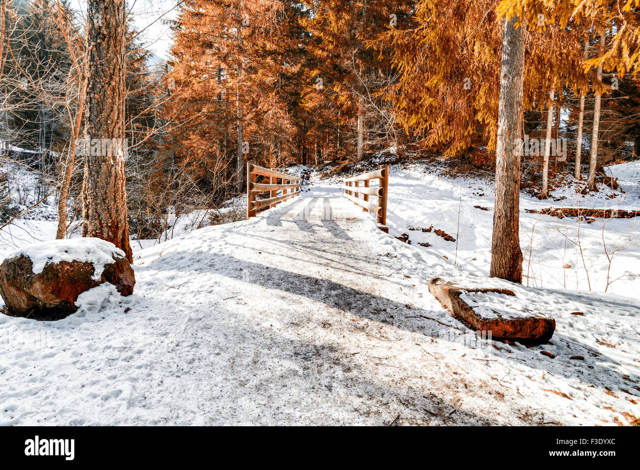 Brown walk path on wood bridge in a forest of green pines, spruces and ...