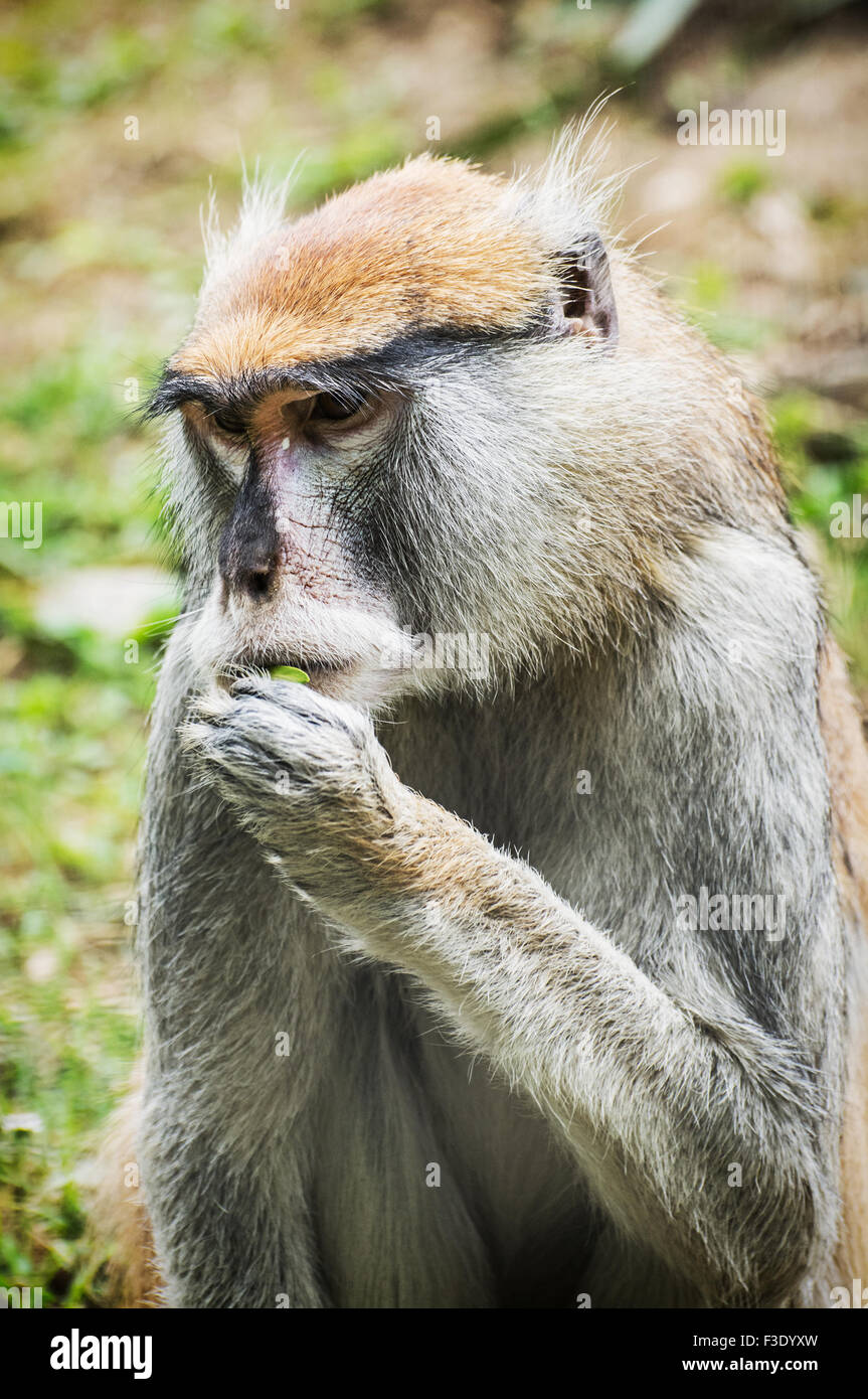 Patas monkey (Erythrocebus patas), also known as the wadi monkey or ...