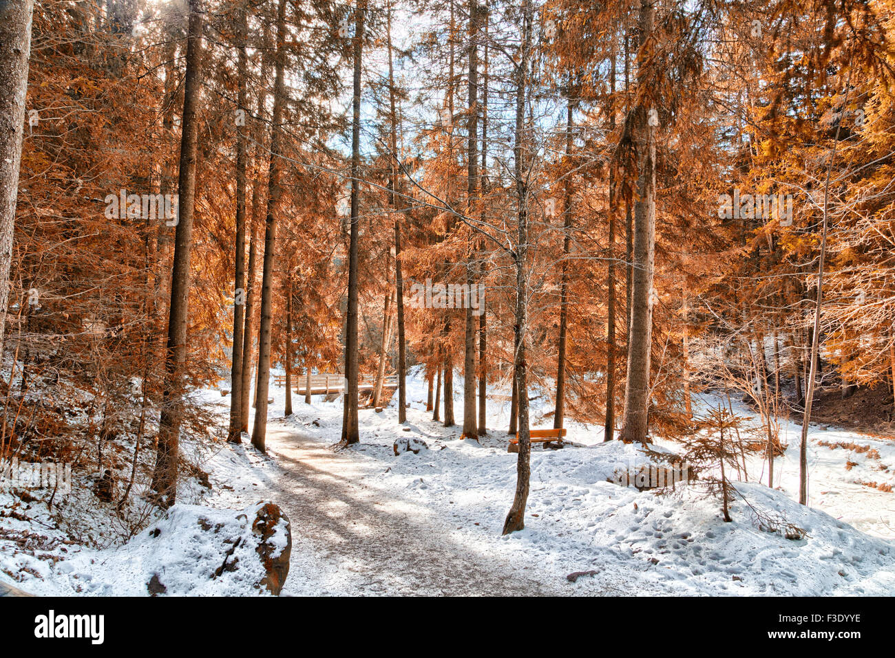 Brown walk path on wood bridge in a forest of green pines, spruces and ...