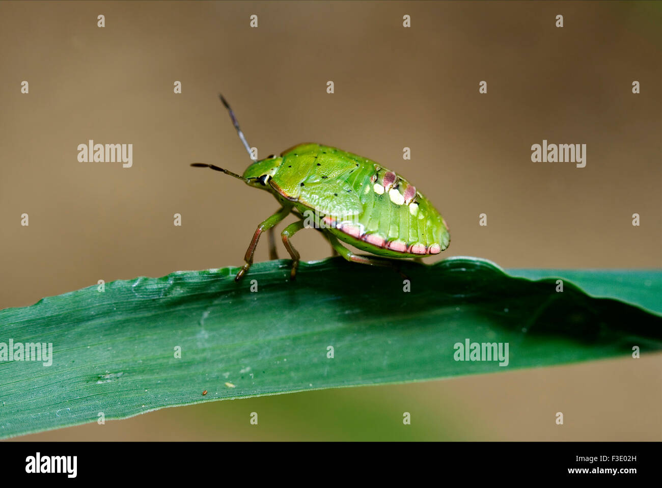 side of wild fly hemiptera Nezara Virdula Heteroptera pentatomidae palomena prasina on a green ...