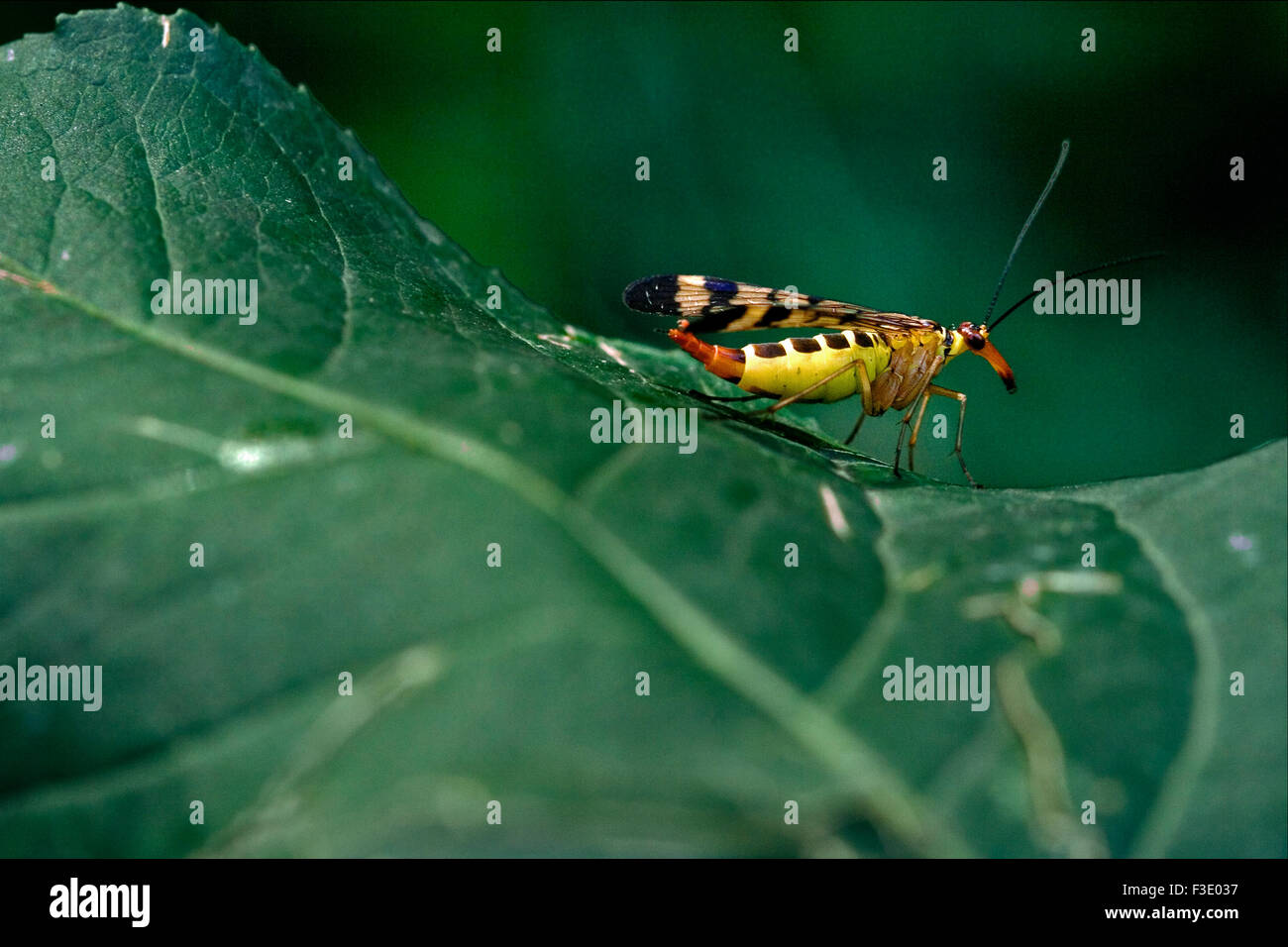 side of wild fly Mecoptera Scorpion Fly Panorpa Panorpidae on a green ...