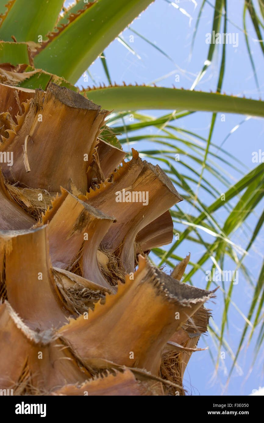 Palm tree detail Stock Photo - Alamy