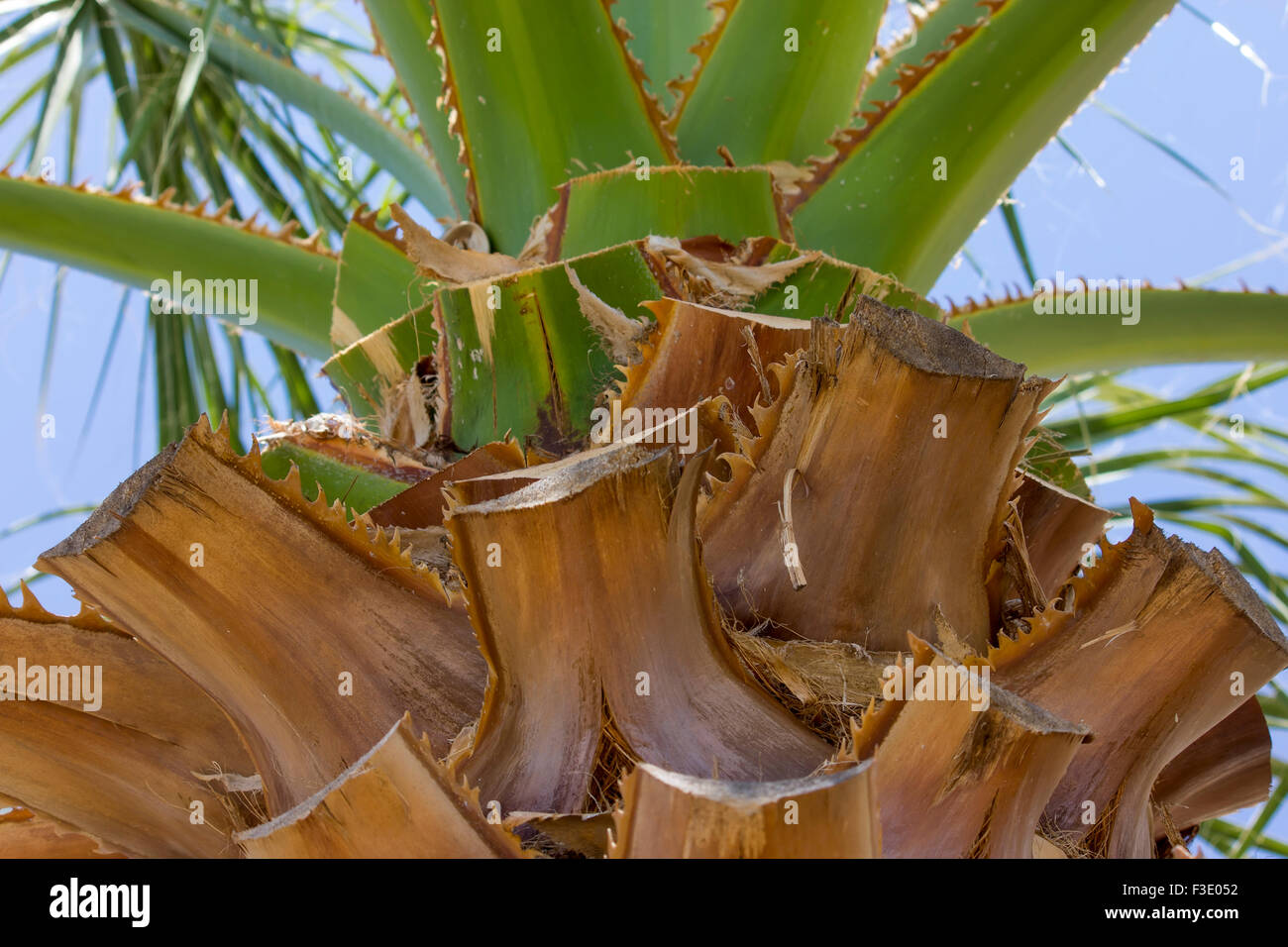 Palm tree detail Stock Photo - Alamy