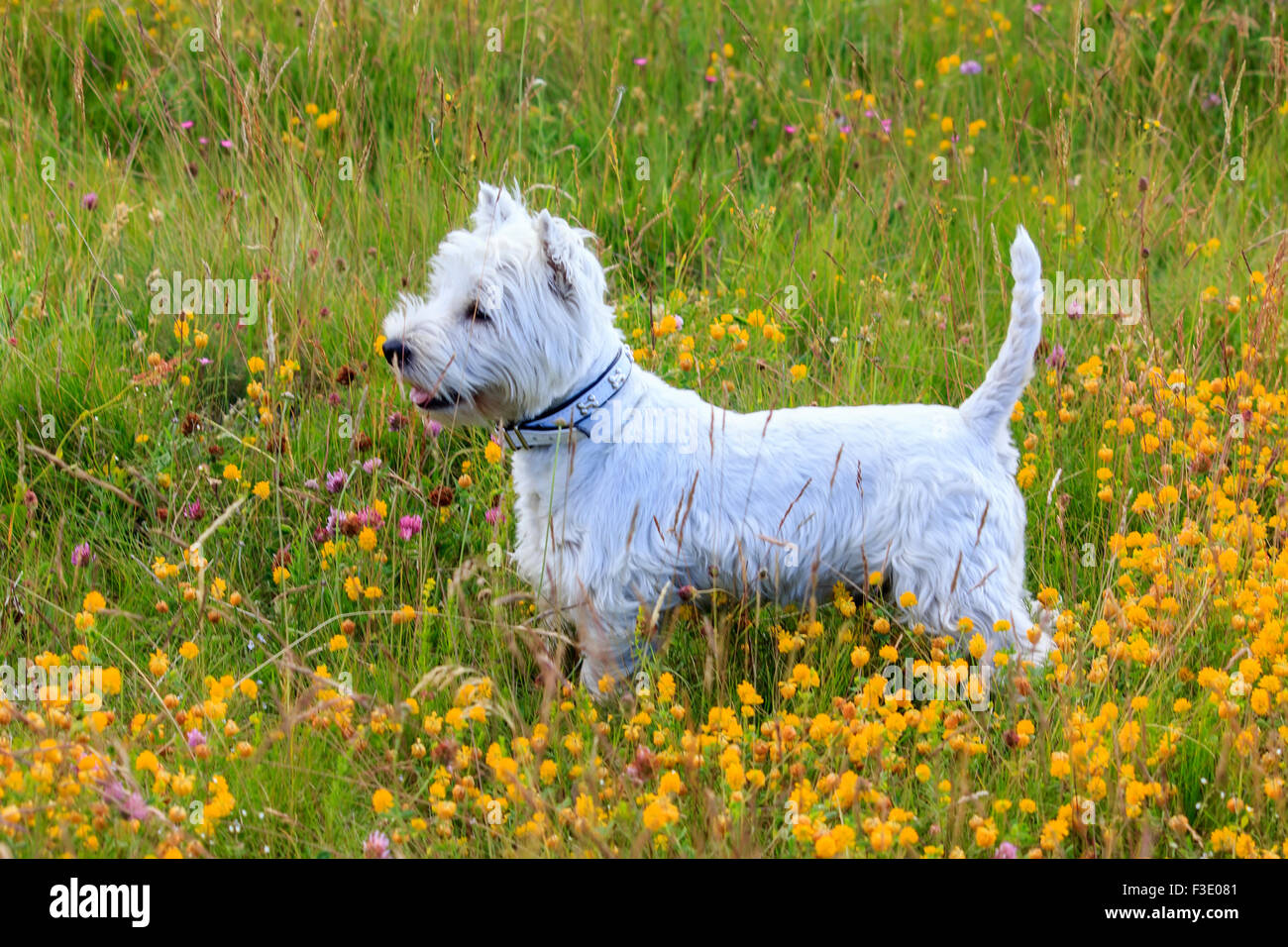 Westie puppy sitting hi-res stock photography and images - Alamy