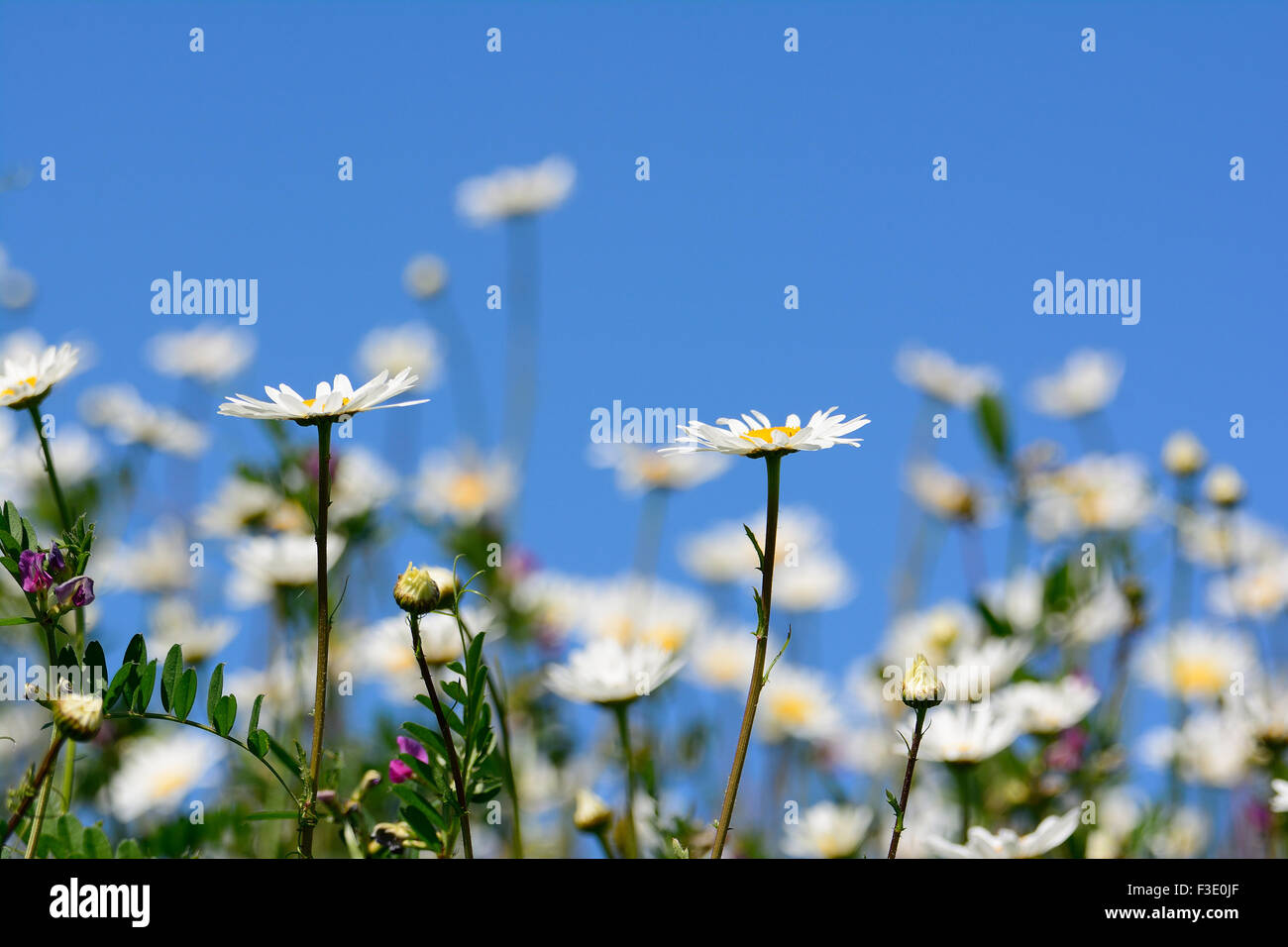 Daisy sky blue hi-res stock photography and images - Alamy