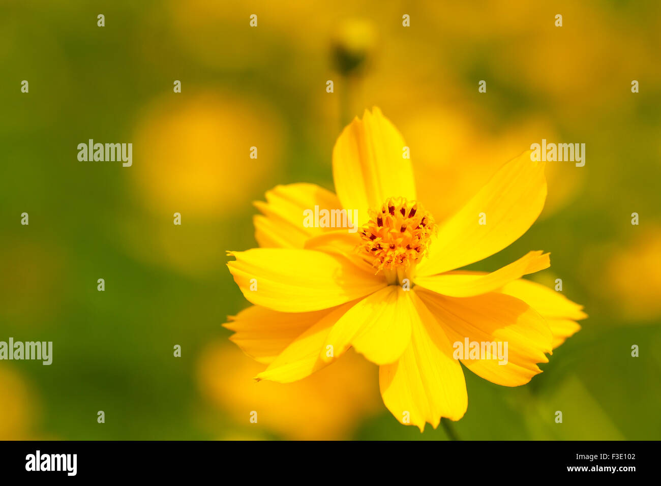 Yellow Cosmos flower Stock Photo - Alamy