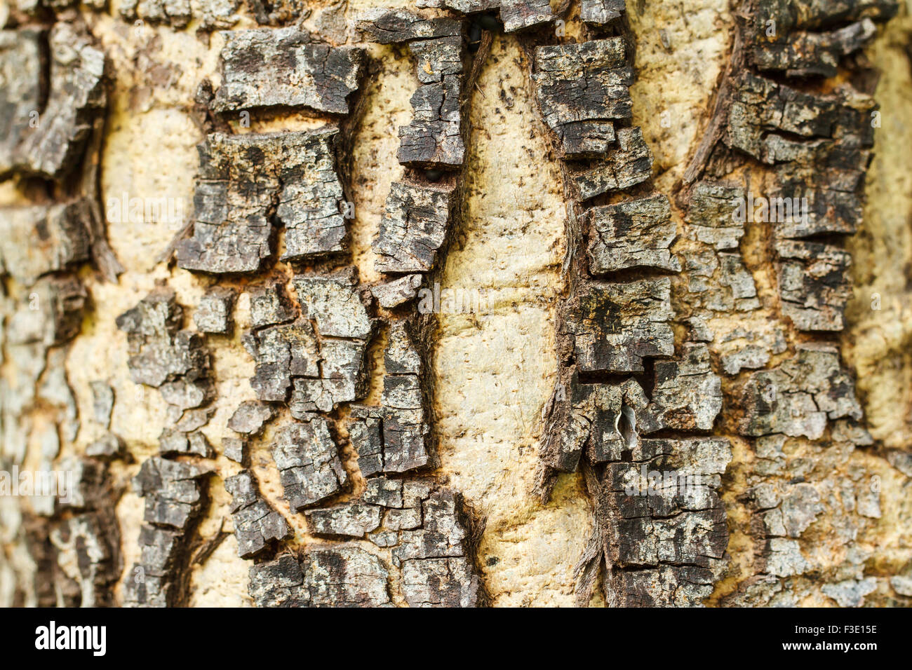 Texture of old tree rind Stock Photo - Alamy