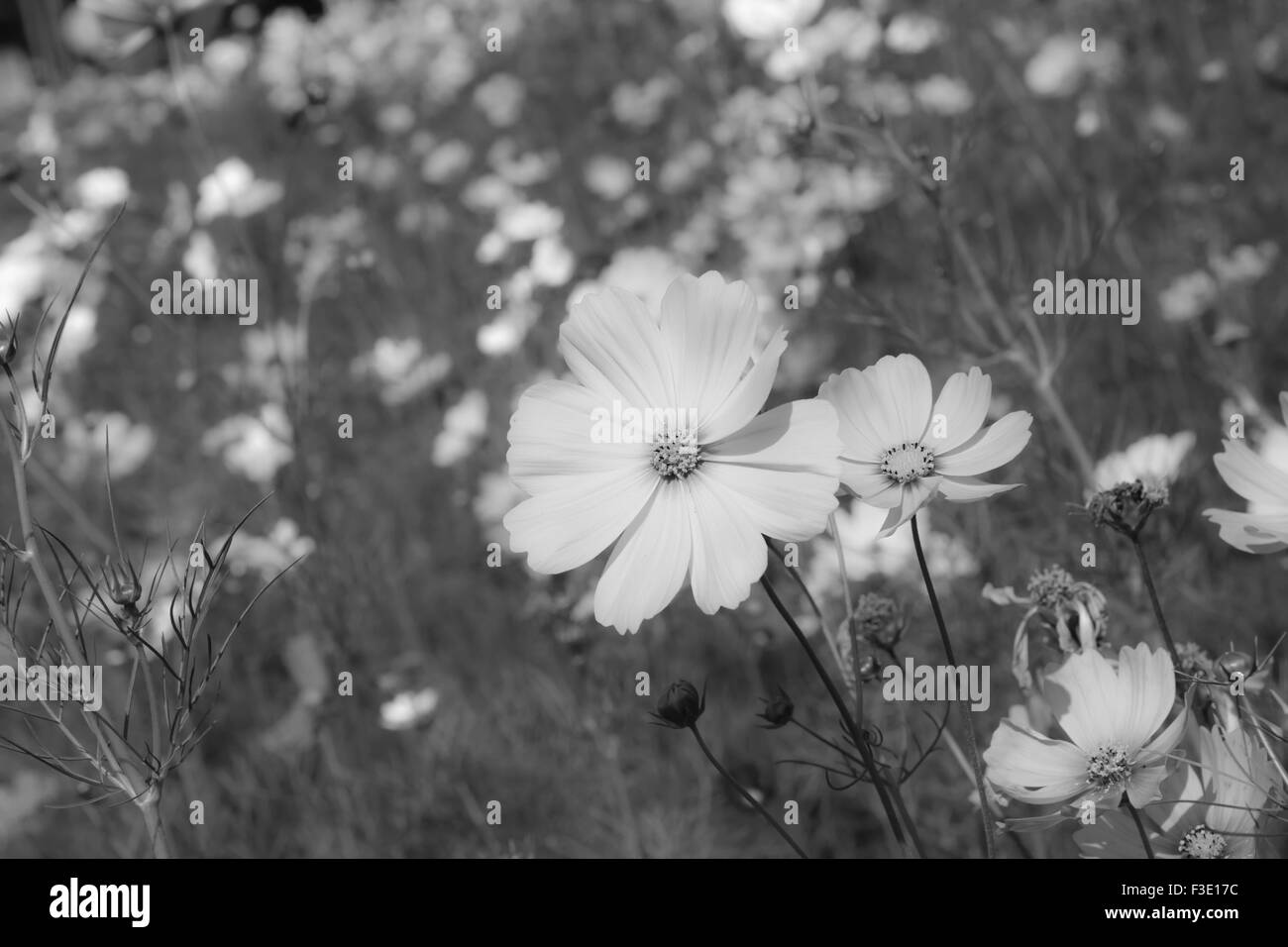 Cosmos summer flower Black and White Stock Photos & Images - Alamy