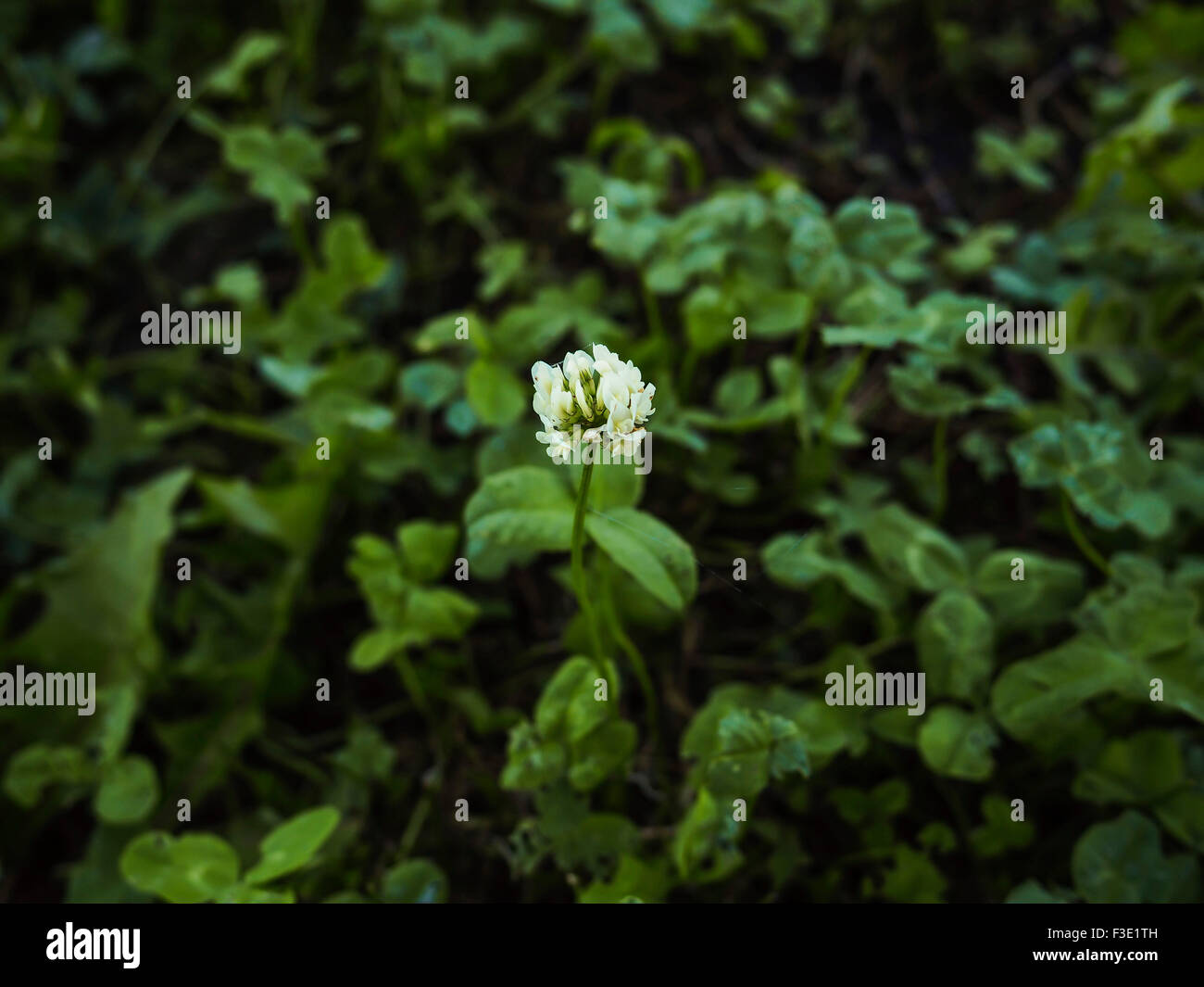 white clover flower Stock Photo - Alamy