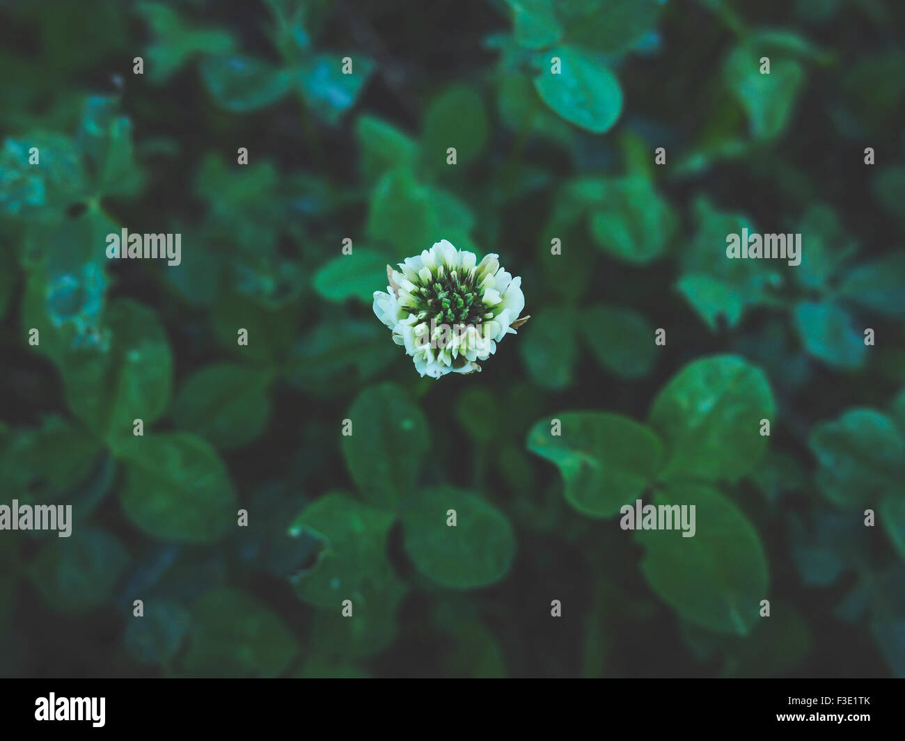 white clover flower Stock Photo - Alamy