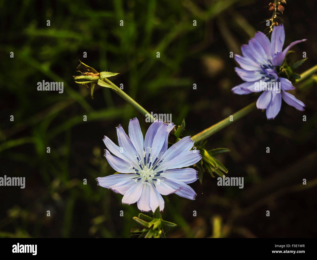 Abstract violet flower hi-res stock photography and images - Alamy