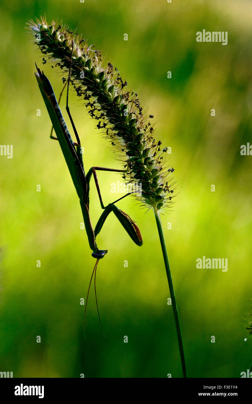 shadow mantodea close up of wild side of praying mantis on a green ...