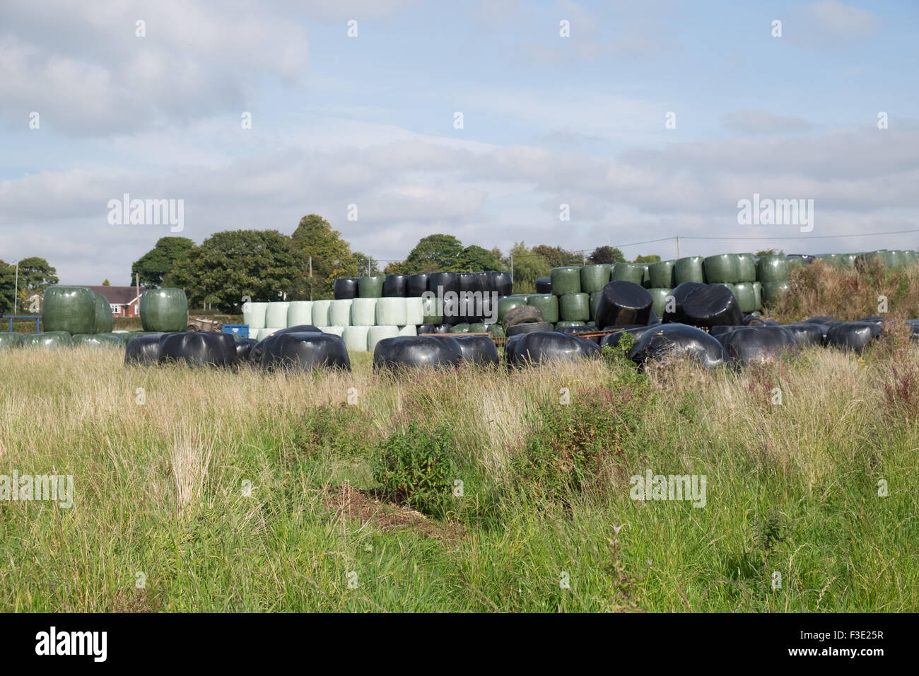 Farmyard with Haybailes wrapped in plastic to make silage for feeding ...