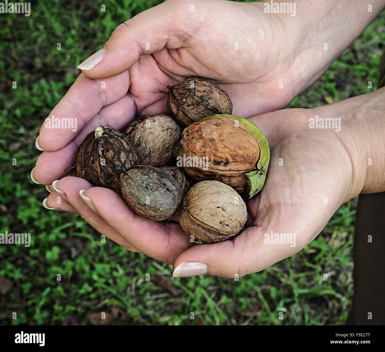Caucasian walnut hi-res stock photography and images - Alamy