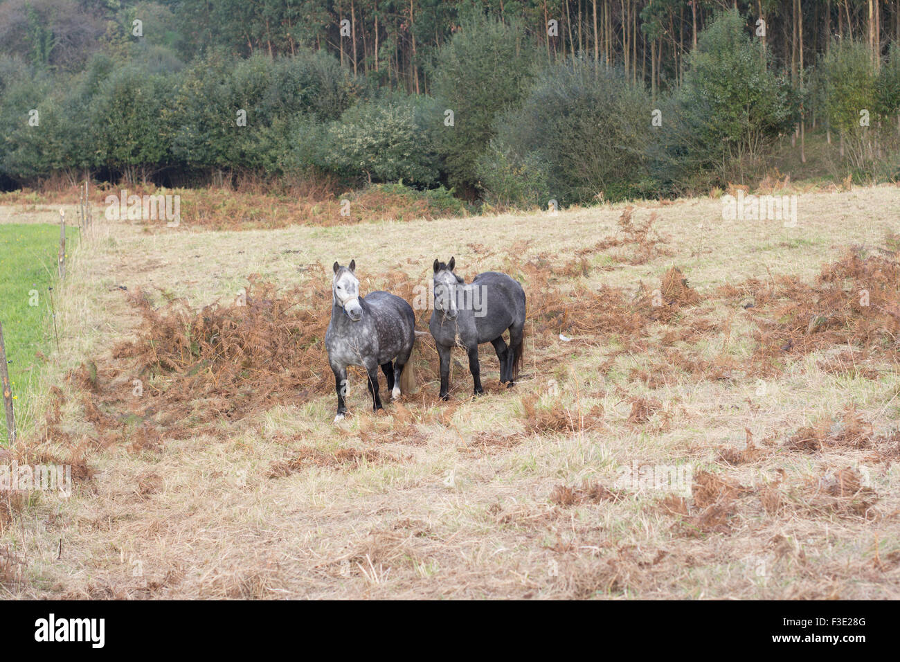 Horses in a field Stock Photo - Alamy