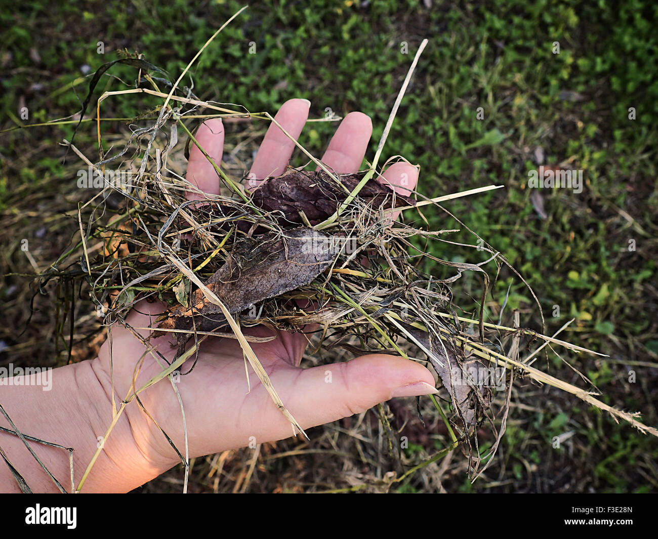 Hayma hi-res stock photography and images - Alamy