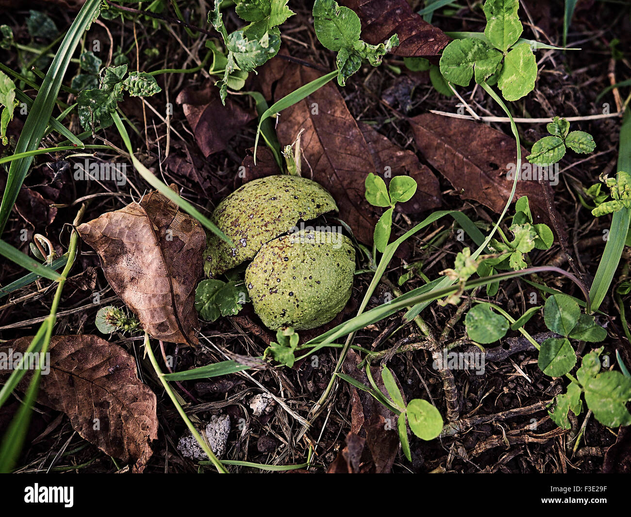 Walnut skin hi-res stock photography and images - Alamy